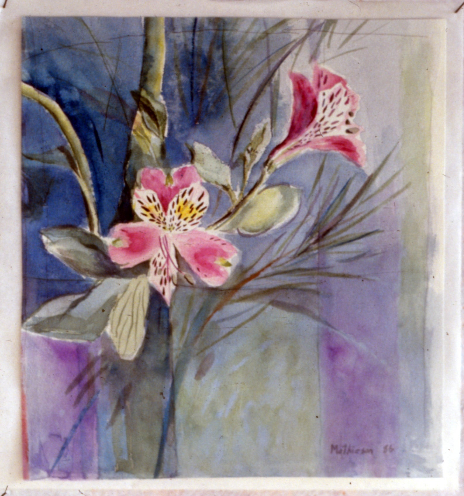 Alstroemeria .watercolour 1986. Private collection – Christine Mathieson
